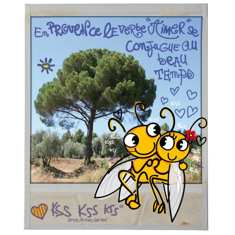 Les saisons de la cigale en Provence